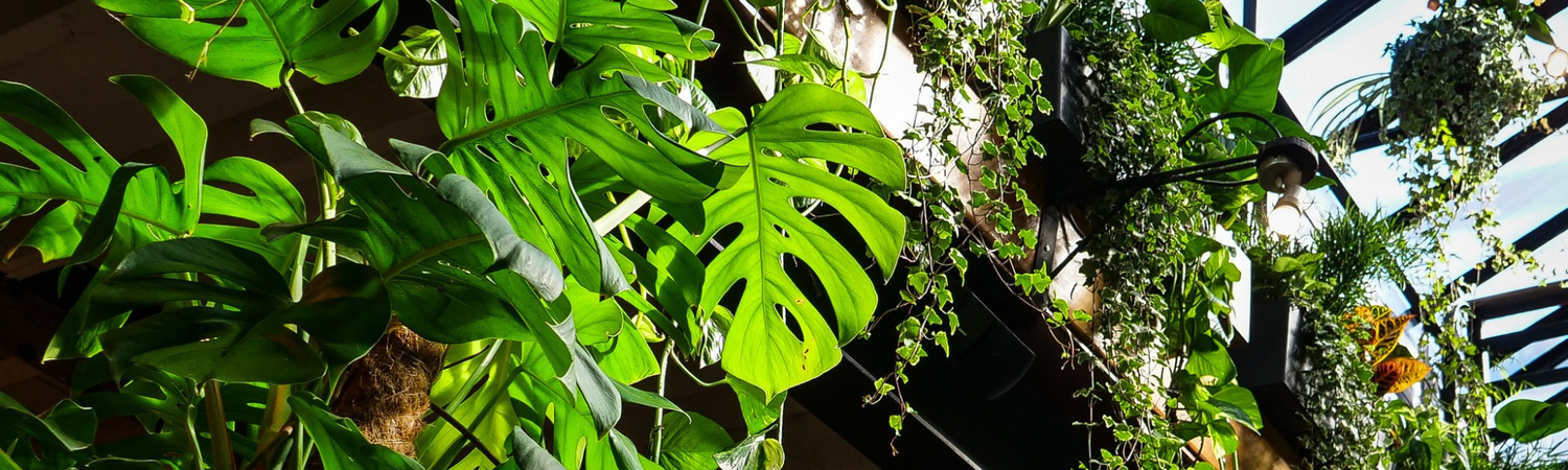 Benholm Group - Green Walls & Landscaping Biophilic Design | Partner ...