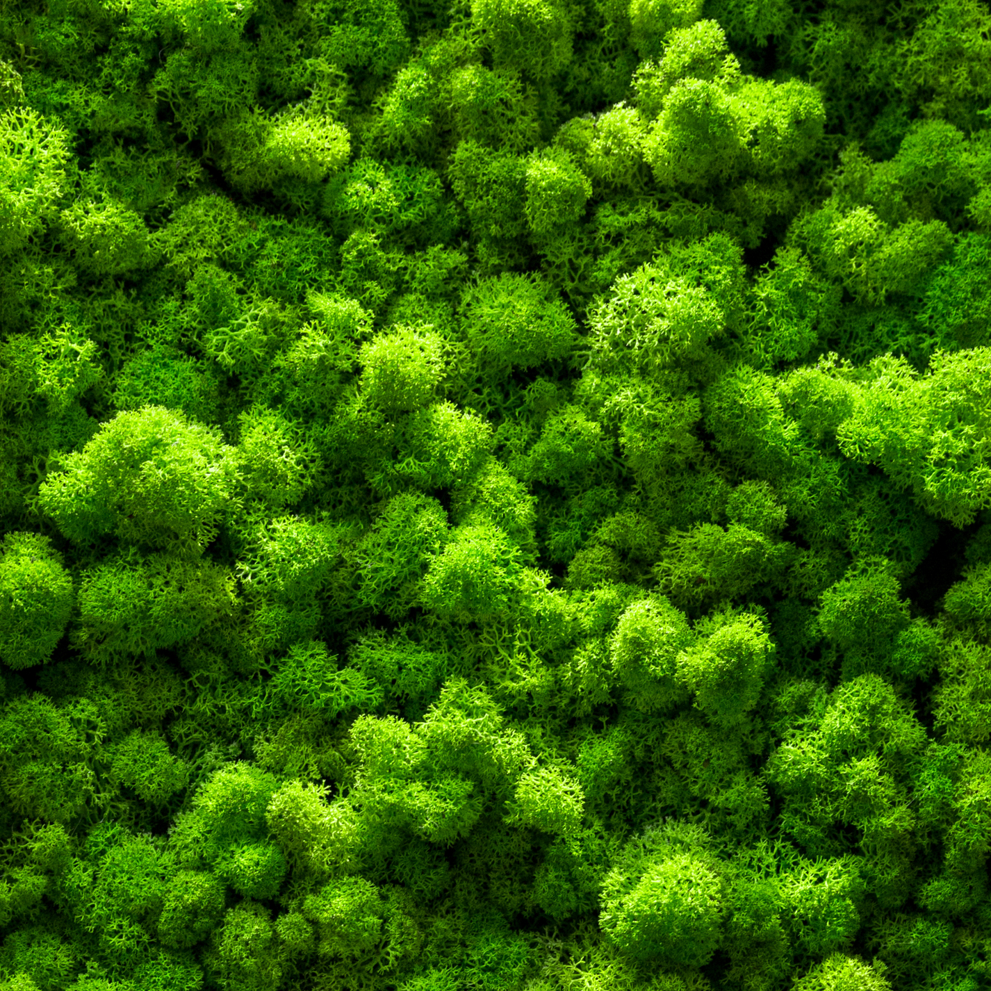 Benholm Group - Green Walls & Landscaping Biophilic Design | Partner ...